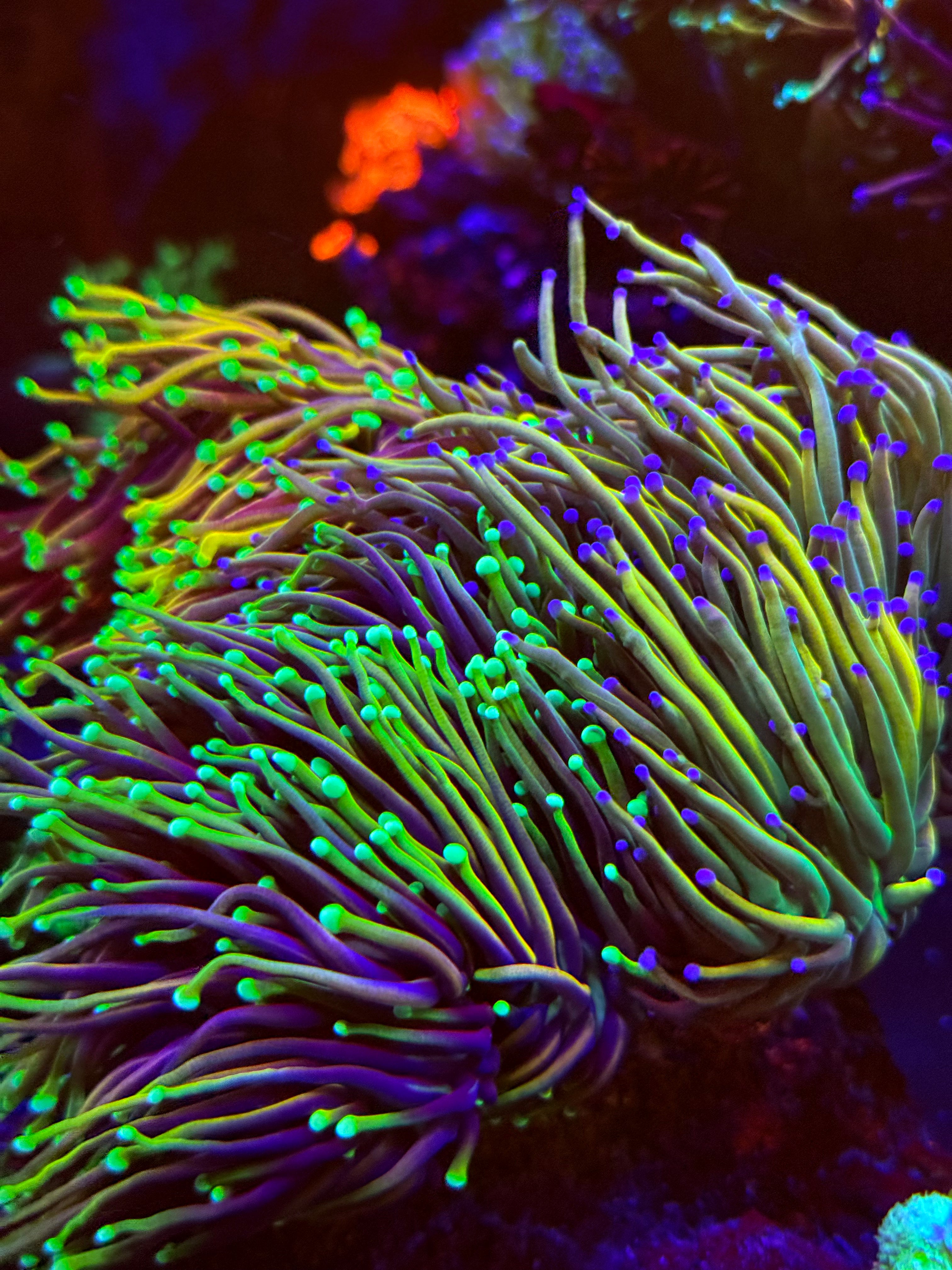 LPS Coral – Out Of The Blue Marines